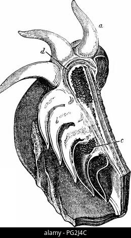 This anatomical and physiological study covers the formation of the ...