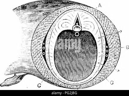 . Comparative anatomy. Anatomy, Comparative. THE SENSE ORGANS 601 also ...