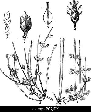 This work explores the detailed morphology of gymnosperms, particularly ...