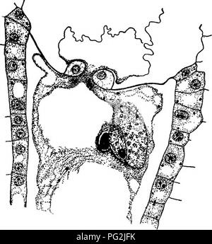 The image illustrates plant cell cytoplasm from Dematium and ...