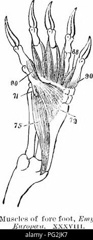 . Comparative anatomy. Anatomy, Comparative. THE SKELETAL SYSTEM 239 ...