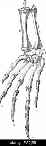 . Comparative anatomy of vertebrates. Anatomy, Comparative; Vertebrates ...