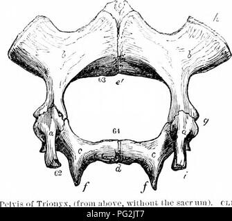 . Comparative anatomy of vertebrates. Anatomy, Comparative; Vertebrates ...