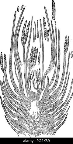 This work explores the morphological development of gymnosperms ...