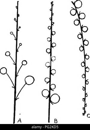 . Pharmaceutical botany. Botany; Botany, Medical. 38 PHARMACEUTICAL ...