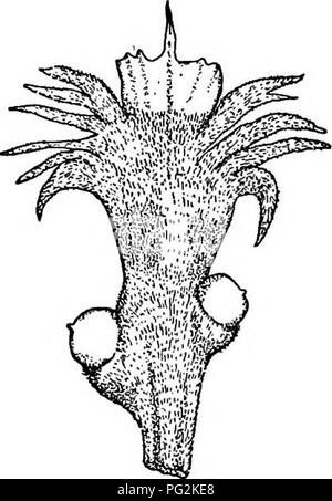 This detailed study covers the morphology of gymnosperms, focusing on ...