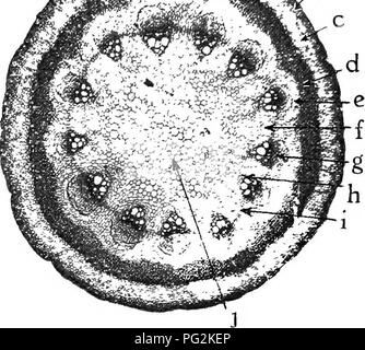 . Pharmaceutical botany. Botany; Botany, Medical. HISTOLOGY OF ANNUAL ...