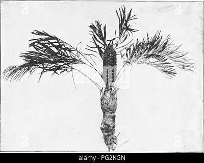 Zamia floridana plant Stock Photo - Alamy