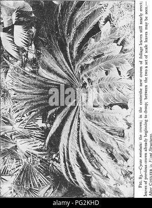 This work explores the detailed morphology of gymnosperms, particularly ...