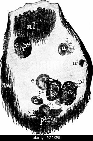 This study on gymnosperms covers the morphology of various species ...