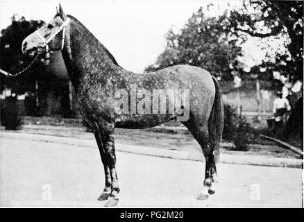 This catalog details the livestock available at the Santa Anita Rancho ...