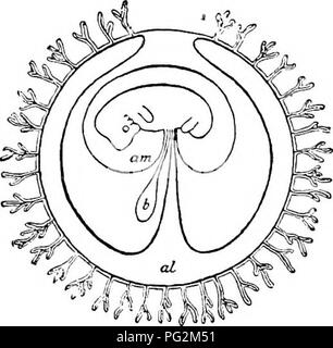 . Comparative anatomy. Anatomy, Comparative. allantoic cavity allantois ...