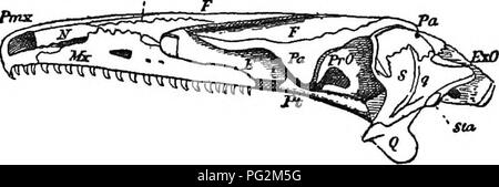 . squamosal postorbital Stock Photo - Alamy