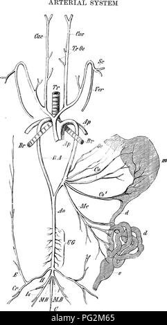 This diagram illustrates the comparative anatomy of vertebrate hearts ...