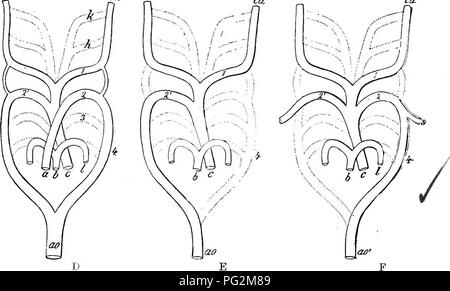 This comparative anatomy diagram illustrates the developmental stages ...