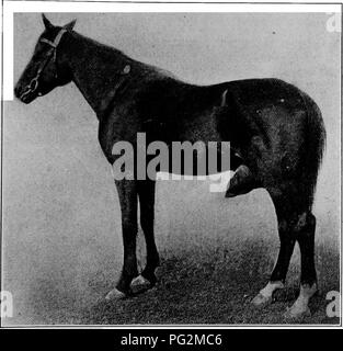 GENITAL ORGANS OF THE STALLION Stock Photo - Alamy