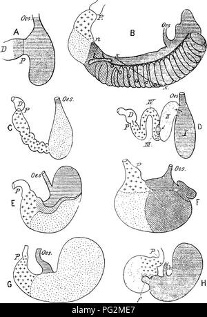 . Comparative anatomy. Anatomy, Comparative. 212 comparativp: anatomy ...