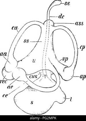 This image illustrates the comparative anatomy of vertebrates ...