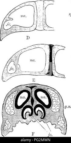 This work by Robert Wiedersheim focuses on the comparative anatomy of ...
