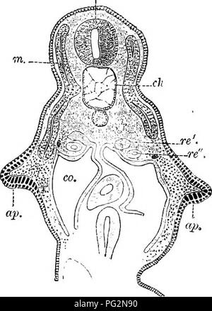 This comparative anatomy diagram illustrates the developmental stages ...
