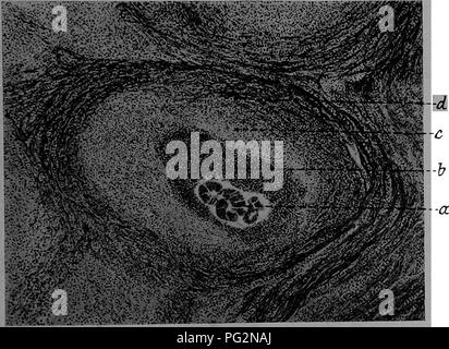 Subcutis of skin Stock Photo - Alamy