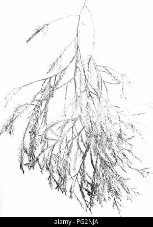 This guide offers a study of native trees, including a detailed ...