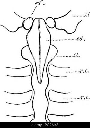 This illustration from *Elements of Comparative Anatomy of Vertebrates ...