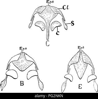 This image shows the anatomical structure of the limb skeletons in ...