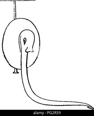 Movement of radicles from Darwin power of movement in plants Stock ...