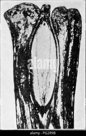 . Heredity and evolution in plants. Heredity; Plants. LIFE HISTORY OF A ...