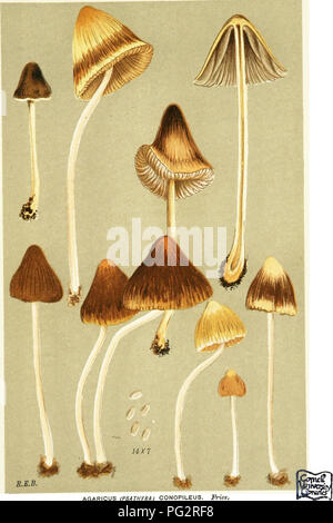 This collection of illustrations by Mordecai Cubitt Cooke serves as a visual guide to British ...