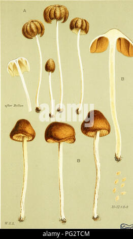A visual guide to British fungi, focusing on the Hymenomycetes group ...