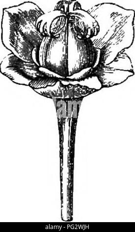 This illustration, from Henri Ernest Baillon's 'The Natural History of ...