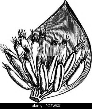 An illustration of two botanical plants, accompanied by detailed ...