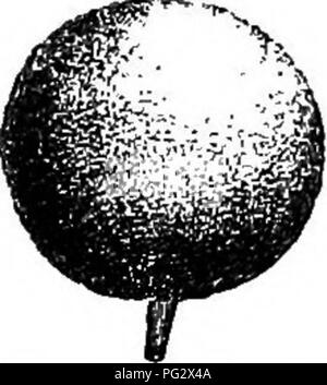 This section of 'The Natural History of Plants' covers the Meliaceae ...