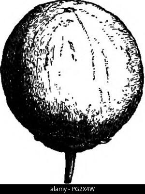 This work by Henri Ernest Baillon explores the natural history of ...