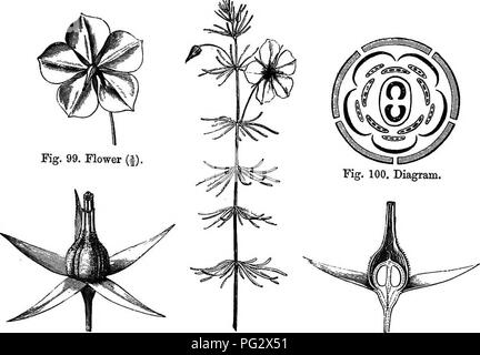 . The natural history of plants. Botany. XXXVIII. TEEMANDRACE^. In the ...