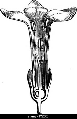 . The natural history of plants. Botany. NATUBAL EISTOBY OF PLANTS. a ...