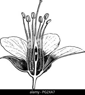 . The natural history of plants. Botany. Fia. 289. Male flowering ...