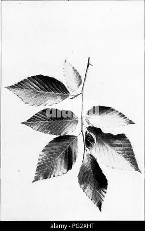 This work offers a guide to identifying native trees, focusing on their ...