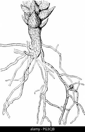 . Plant studies; an elementary botany. Botany. THE GKEAT GROUPS OF ...