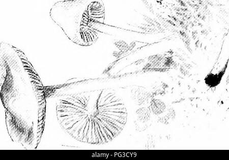 An introductory botany text by John Merle Coulter, exploring basic ...
