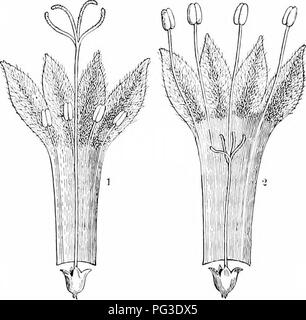 . Elementary botany . Botany. Fig. 135.—Two carpellary flowers of Hazel ...