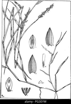 This work describes the indigenous plants of Natal, providing details ...