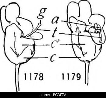 This foundational botany text explains plant anatomy, focusing on plant ...