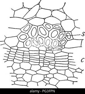Cork cambium or phellogen is the meristematic tissue responsible to ...