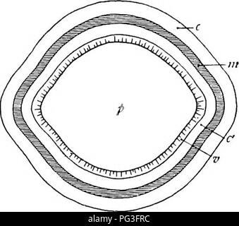 Section of a carnation stem showing vascular tissue damaged by Fusarium ...