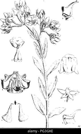 This work describes and illustrates indigenous plants from Natal, South ...