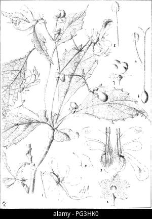 This work describes the indigenous plants of Natal, providing ...