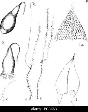 This image from *The Structure and Development of Mosses and Ferns ...
